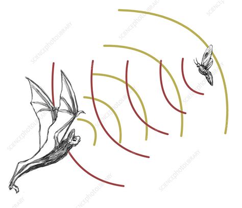 Bats Use Sonar System At Ernest Barber Blog