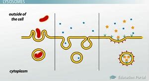 Endocytosis And Exocytosis Across The Cell Membrane Lesson Study Com