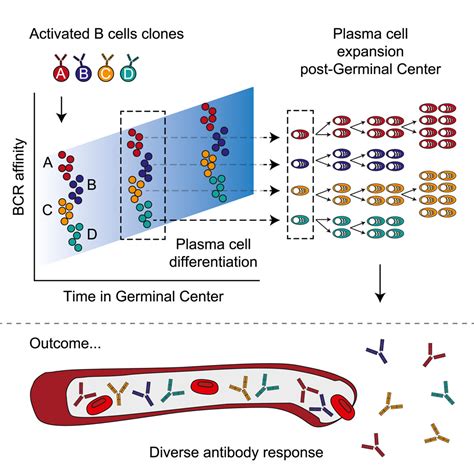 Germinal Centers Output Clonally Diverse Plasma Cell Populations