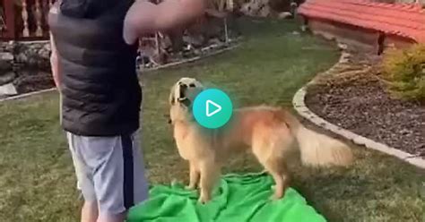 Huhdoggo Probably Album On Imgur