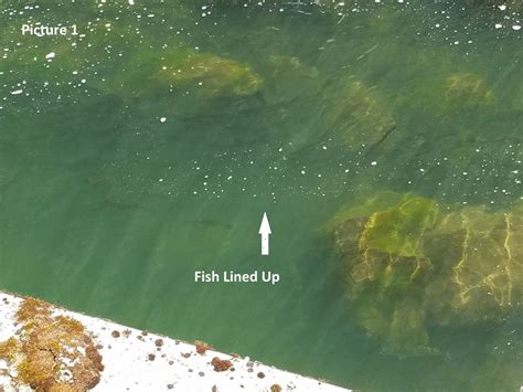 Oregon Fish And Wildlife Biologist Greg Huchko Blamed For Massive Fish