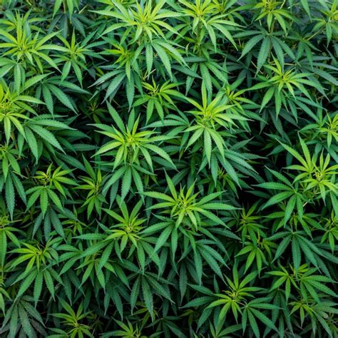 Premium Photo Cannabis Texture Leaf