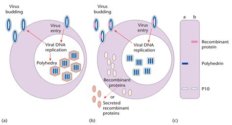 Express Enzymes In Baculovirusinsect Cells