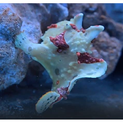 Warty Frogfish Clown Frogfish Antennarius Maculatus