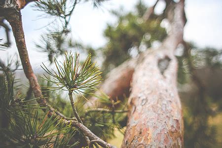 Royalty Free Photo Green Pine Trees Pickpik