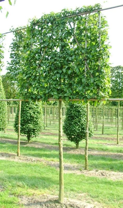 Best Pleached Trees Our Top 5 Trees We Recommend Practicality Brown