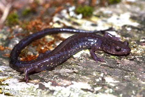 Amphibians Of North Carolina