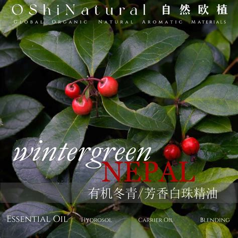 尼泊尔丨冬青精油自然欧植深圳国际贸易有限公司