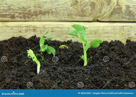 Pea Germination Temp At Caleb Aitken Blog