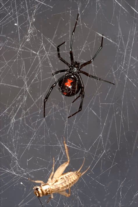 Black Widow Web