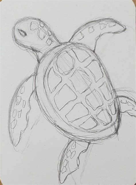 How To Draw A Turtle Step By Step Turtle Drawing Turtle Sketch