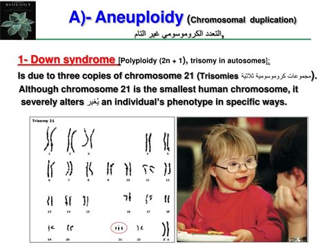 Ppt Section B Sex Chromosomes Powerpoint Presentation Free Download