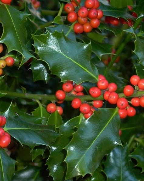 Why Planting These 20 Holly Trees Will Make Your Christmas Extra