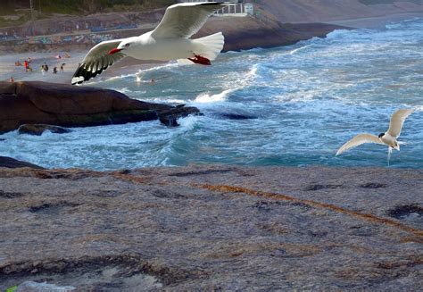 Mais De 100000 Imagens Grátis De Passaros E Pássaro Pixabay