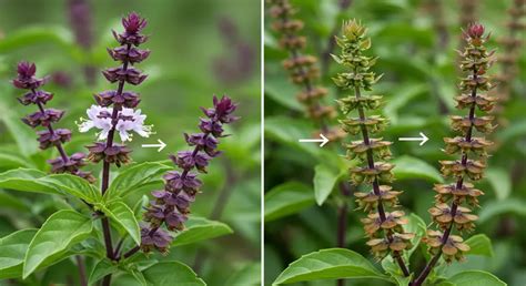 How To Collect Basil Seeds A Simple Guide Basil Secrets