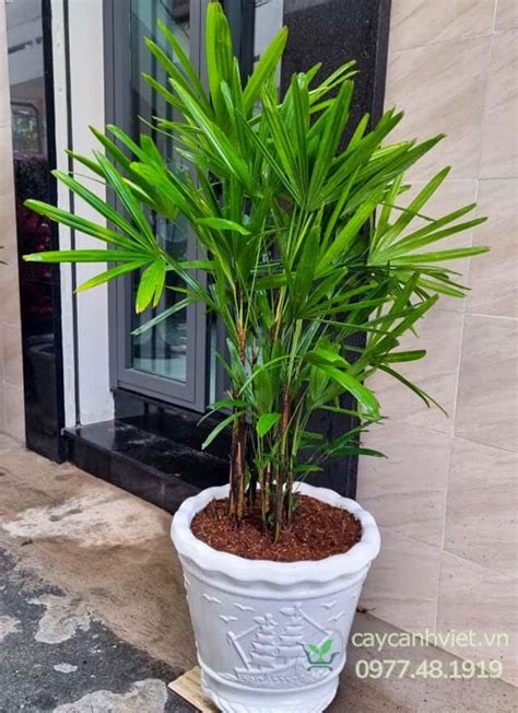 Cây Mật Cật Giá Tốt Cây Đẹp Cây Cảnh Việt