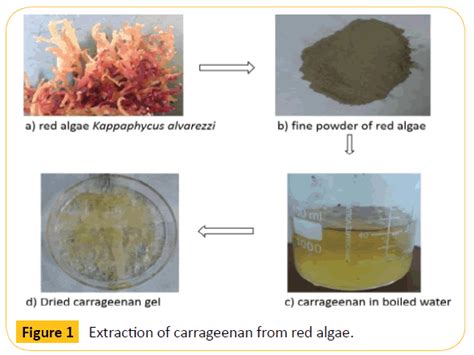 Synthesis And Characterization Of Carrageenan Coated Magnetic Nan