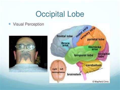 Ppt The Brain Powerpoint Presentation Free Download Id 4131259
