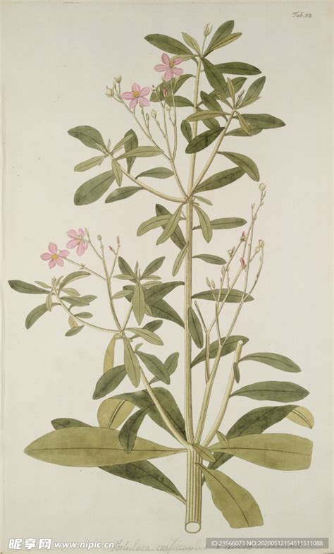 精美绘画草本植物图谱设计图花草生物世界设计图库昵图网