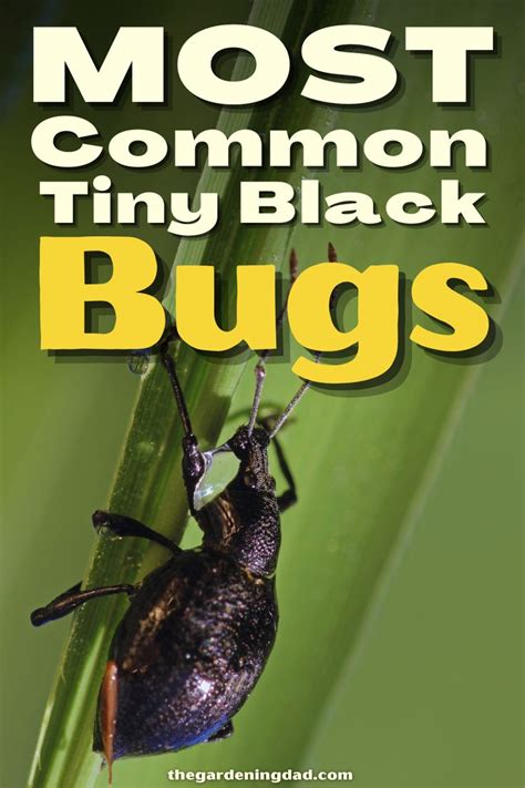 10 Most Common Black Bugs In Ohio The Gardening Dad Small Beetles Bugs Stink Bugs