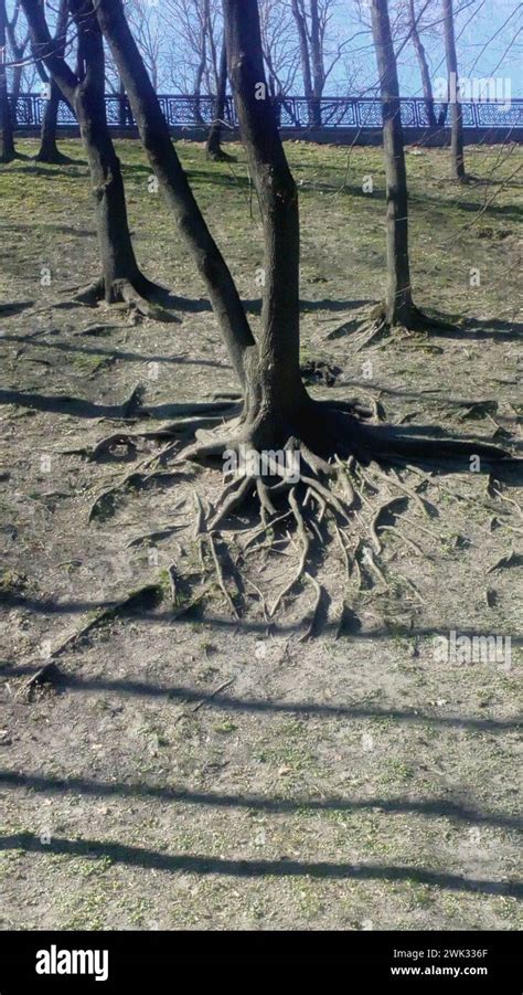 Old Tree Roots Protruding Above Ground Visible Intertwining Of Roots