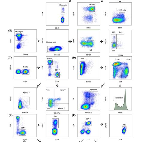 Gating Strategies By Flow Cytometry A B Gating Strategies For Pbmcs