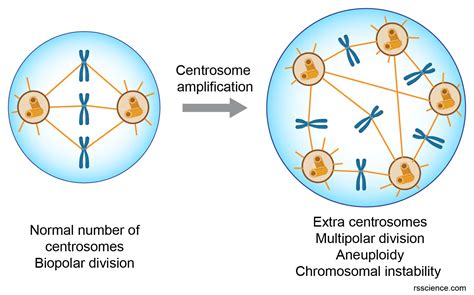 Centrosomes The Engine Of Cell Division Definition Structure
