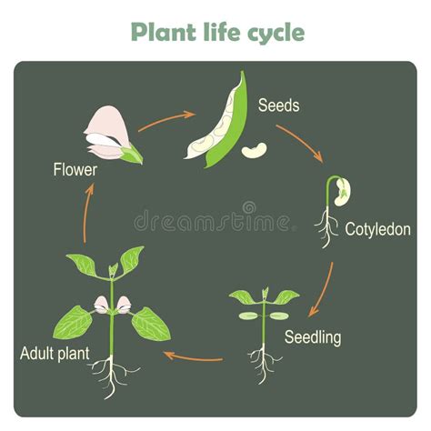 Plant Life Cycle Stock Illustrations 6379 Plant Life Cycle Stock
