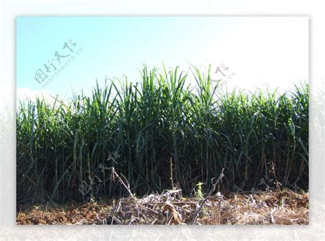 甘蔗图片素材 编号30234127 图行天下