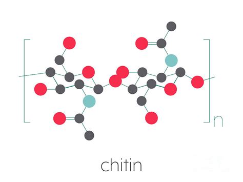 Chitin Chemical Structure 4 Photograph By Science Photo Library Fine Art America