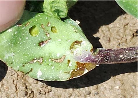 Figure 2 From Overview Of The Spread Of Soybean Pests In The Russian Federation Semantic Scholar
