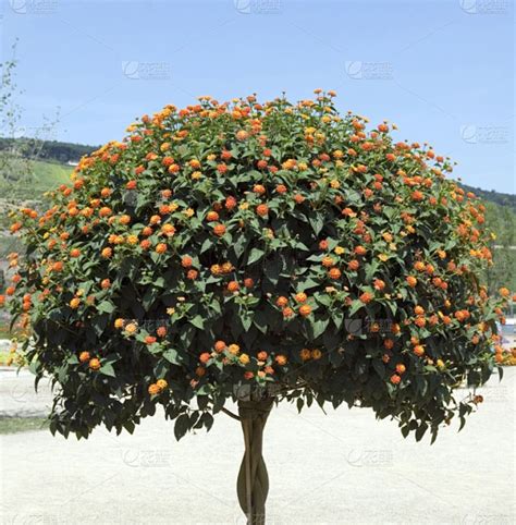 马樱丹属垂直画幅温带的花景观设计无人阳台花序户外植物素材 花瓣网