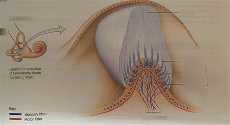 Crista Diagram Quizlet