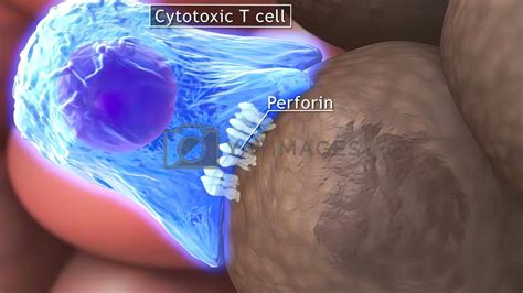 3d Medical Illustration Of T Cells Helper T Cell And Cytotoxic T Cell By Creativepic Vectors