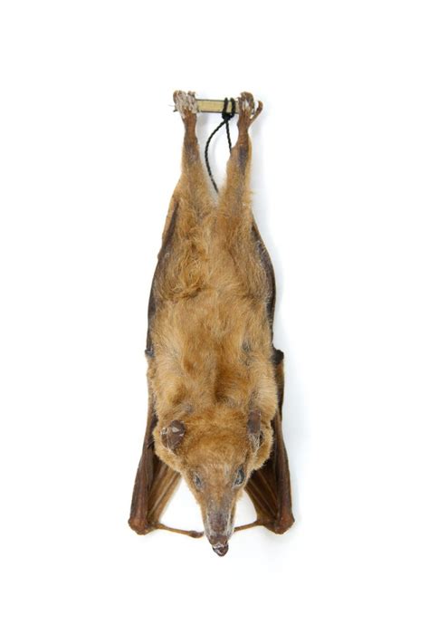 5 X Minute Fruit Bats Preserved Specimens Hanging Head Back