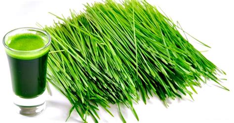 Wheatgrass O Pasto De Trigo ¿qué Es Y Cuáles Son Sus Beneficios