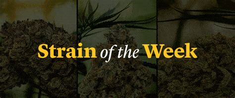 Dream Candy Cannabis Strain Gage Cannabis Strain Of The Week
