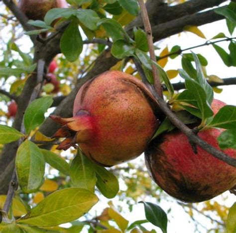 Live Plant Delima Pomegranate Mathulam Shopee Malaysia