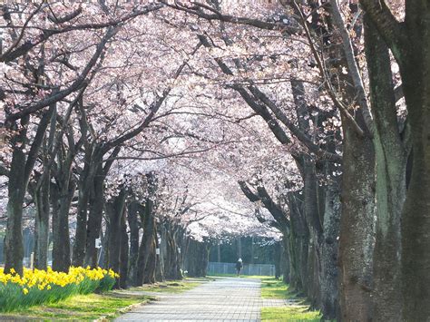 グループホーム桜並木｜川島病院