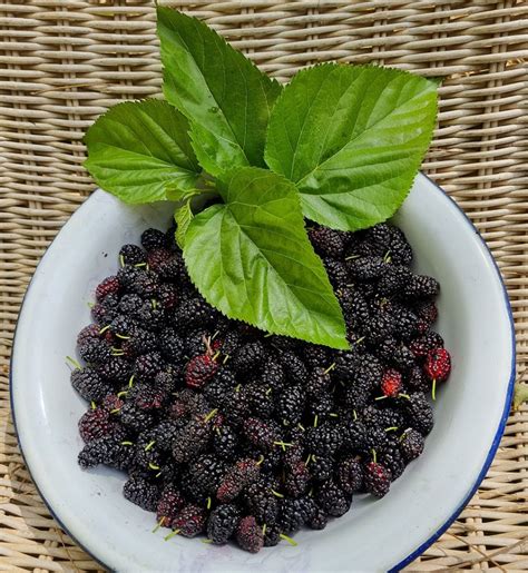 עצי תות שרה גולד