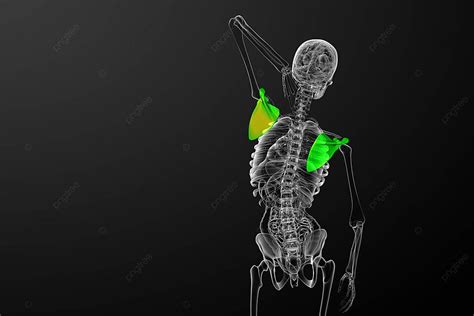 Scapula Bone Medical Illustration In 3d Render Breast Scapula Torso