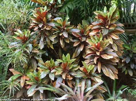 Succulent Atlas Peter Lapshin