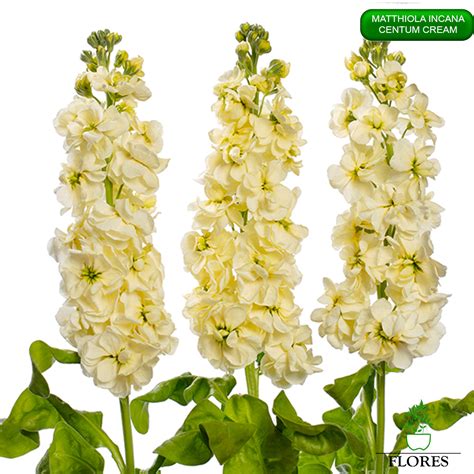 Matthiola Incana Centum Cream Sēklas