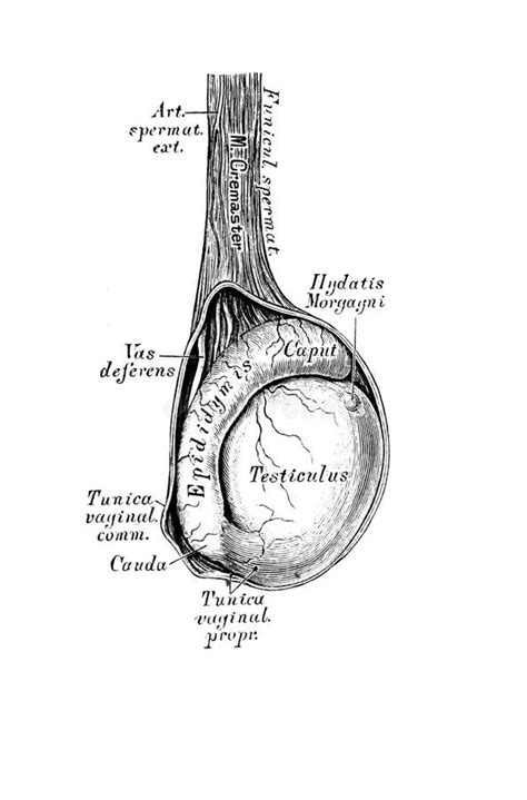 The Illustration Of Genitourinary System Of Man Testicle In The Old
