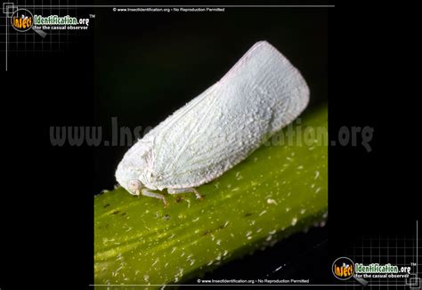 Flatid Planthopper