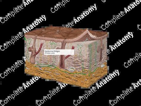 Epidermal Ridges Complete Anatomy