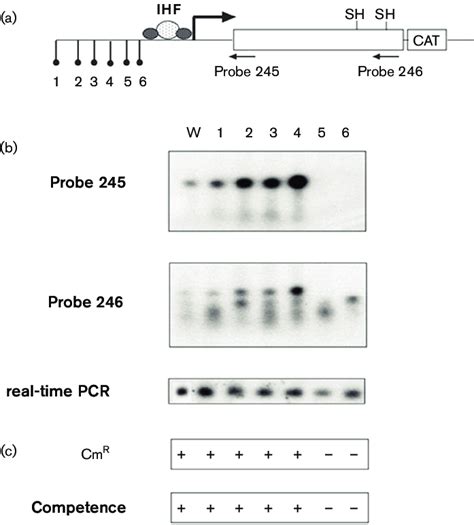 Effect Of Upstream Insertions On Pile Transcription And Translation