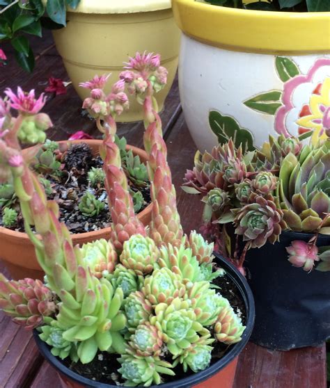 Hens N Chicks Succulent
