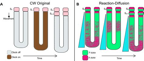 The Original Clock And Wavefront Model And The Reaction Diffusion Download Scientific Diagram