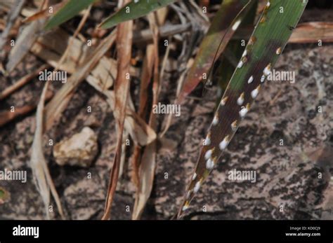 Wild Grass Covered In Scale Insects Bowling Green Bay National Park